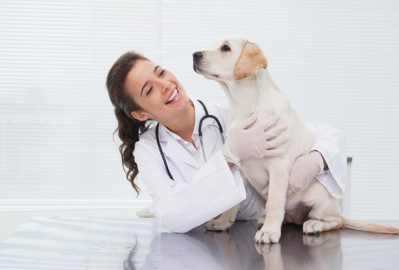 Program dla lekarzy weterynarii- system Veterinaro